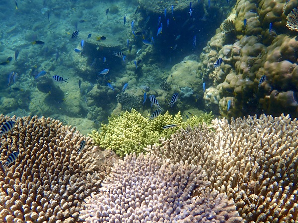 coral_Hulse1 – www.eclipsetours.com